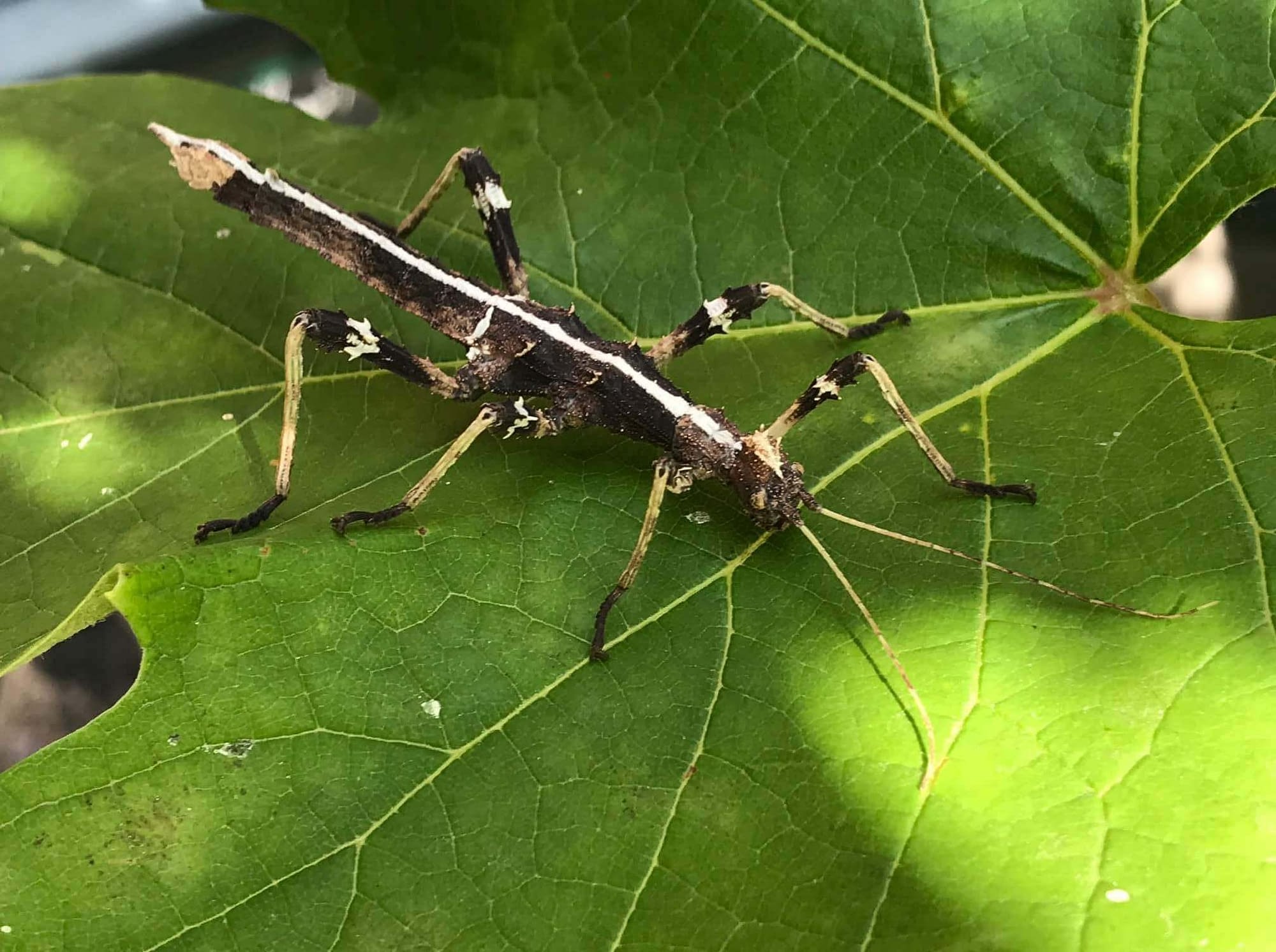 Hem - Vandrande pinnar på Södermalm